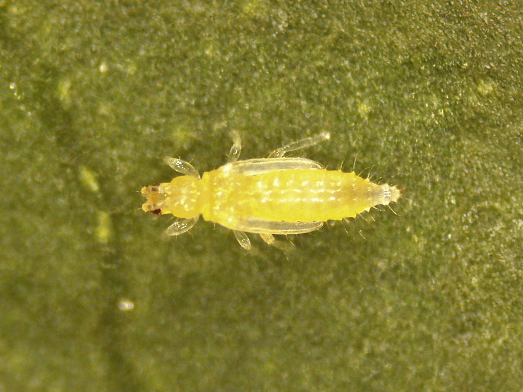 Control biológico de Thrips parvispinus | Koppert España