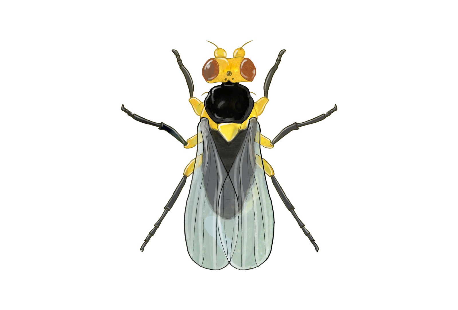 Minadores de la hoja - Biocontrol, daños y ciclo de vida