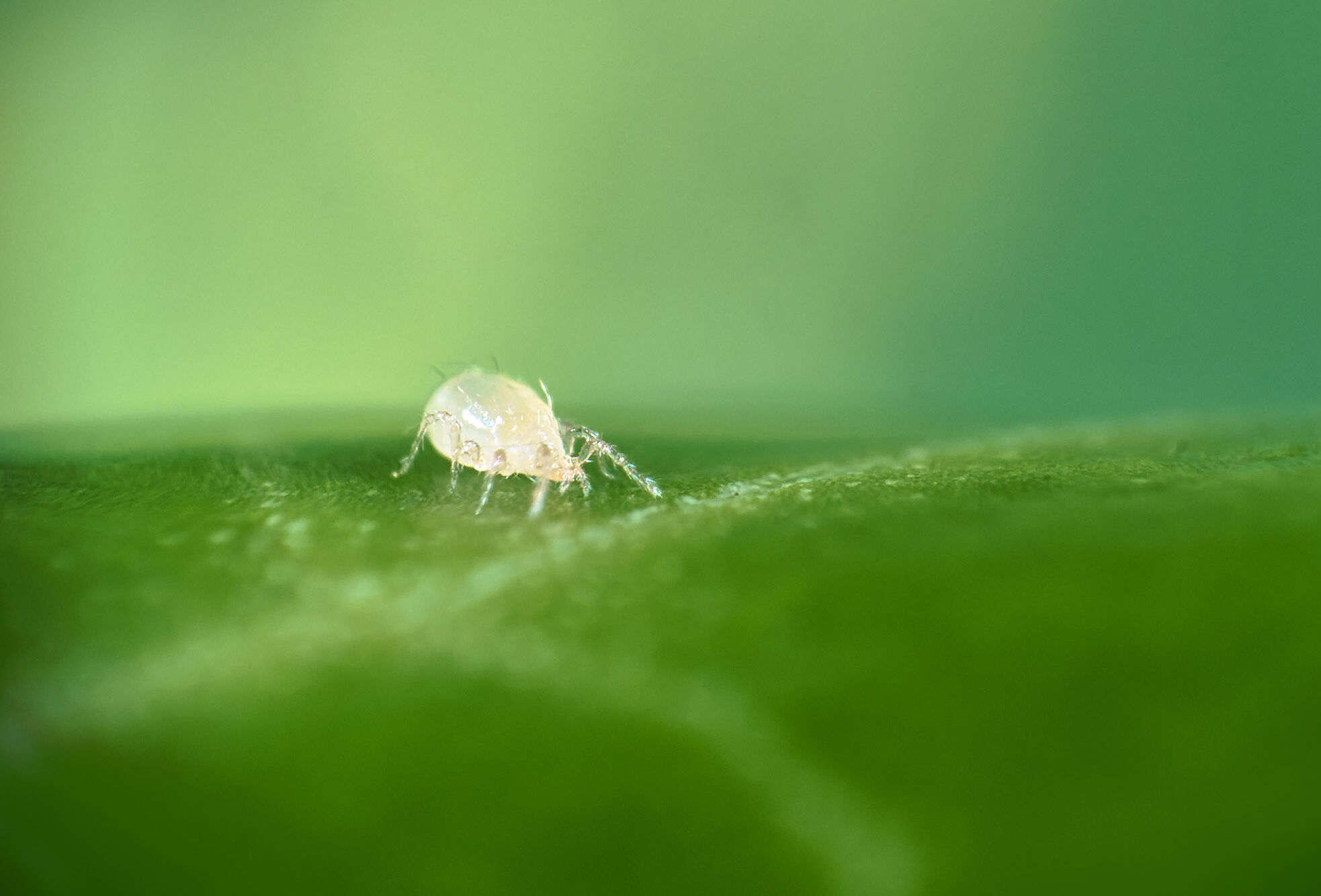 Montdo-Mite Plus | Control de Trips y Mosca Blanca | Ácaros ...