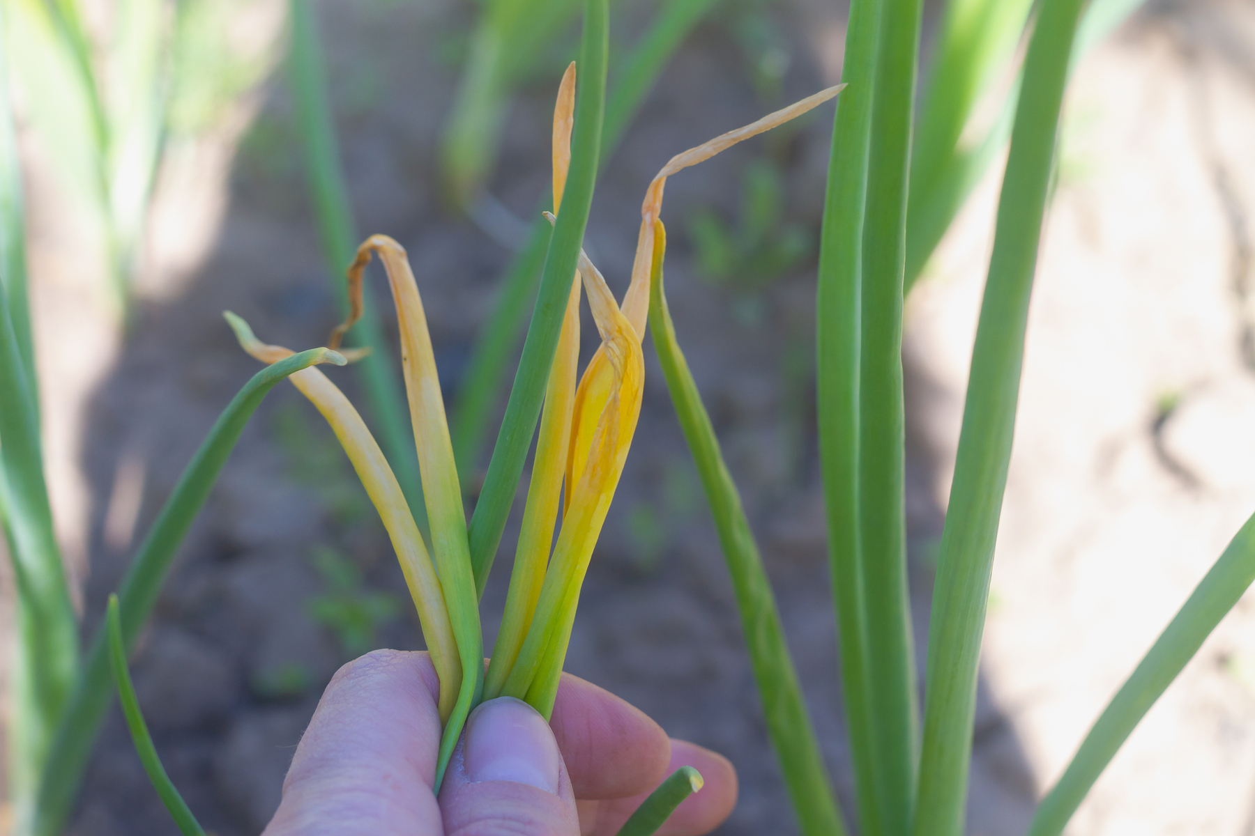 Mosca de la cebolla | Koppert España