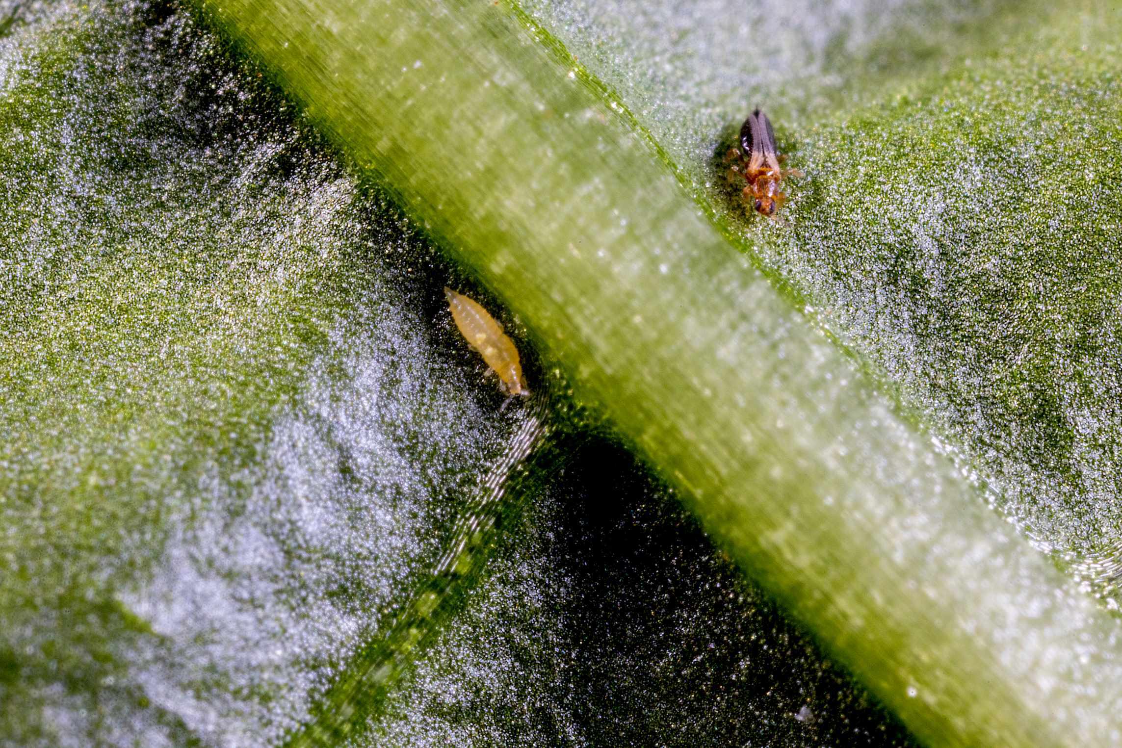 Control biológico de Thrips parvispinus | Koppert España