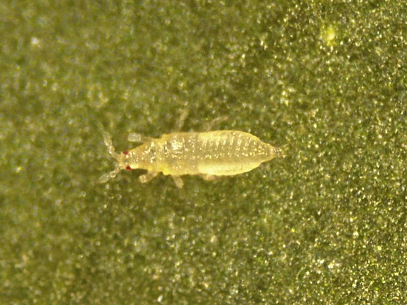 Control biológico de Thrips parvispinus | Koppert España