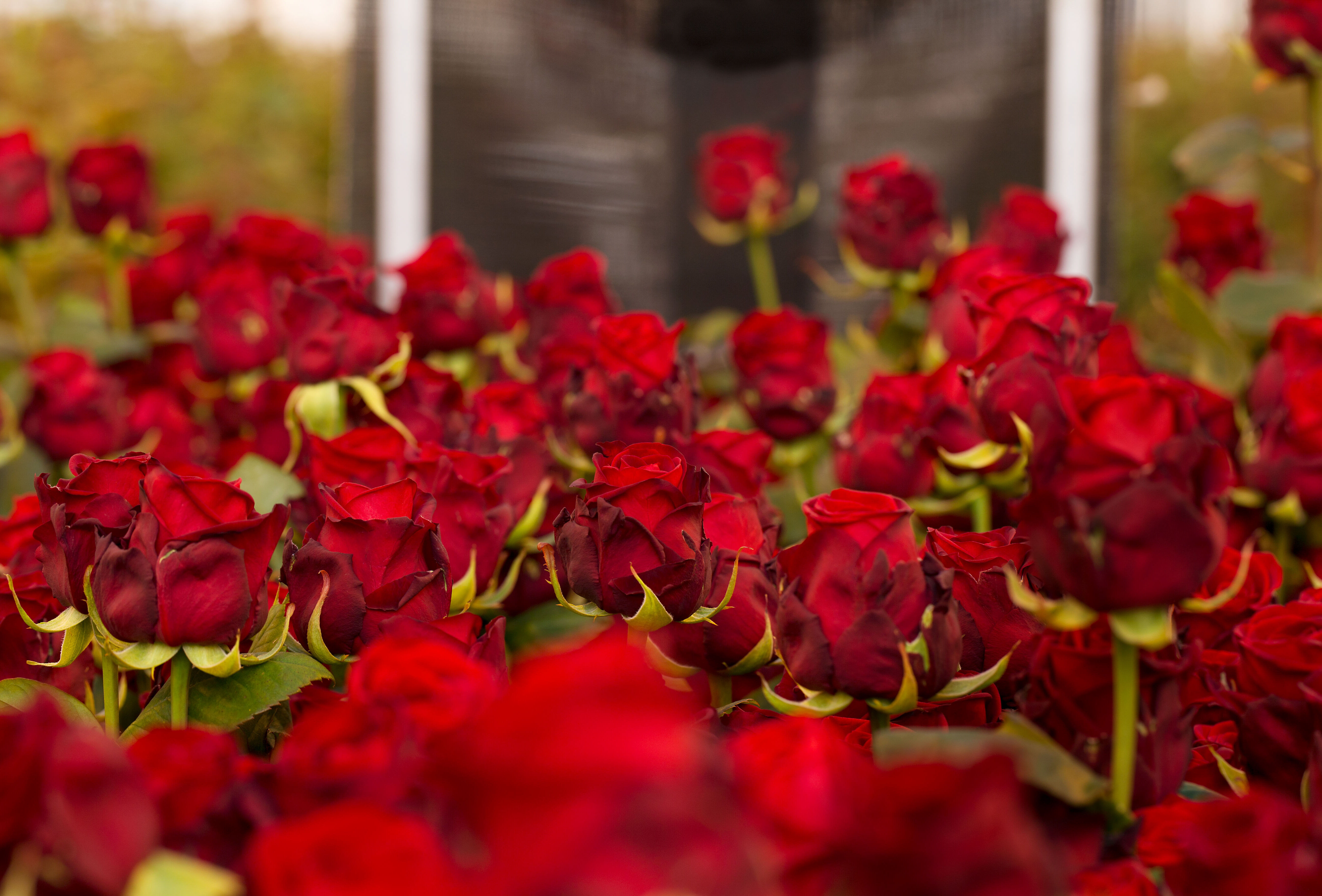 Rosa | Koppert España