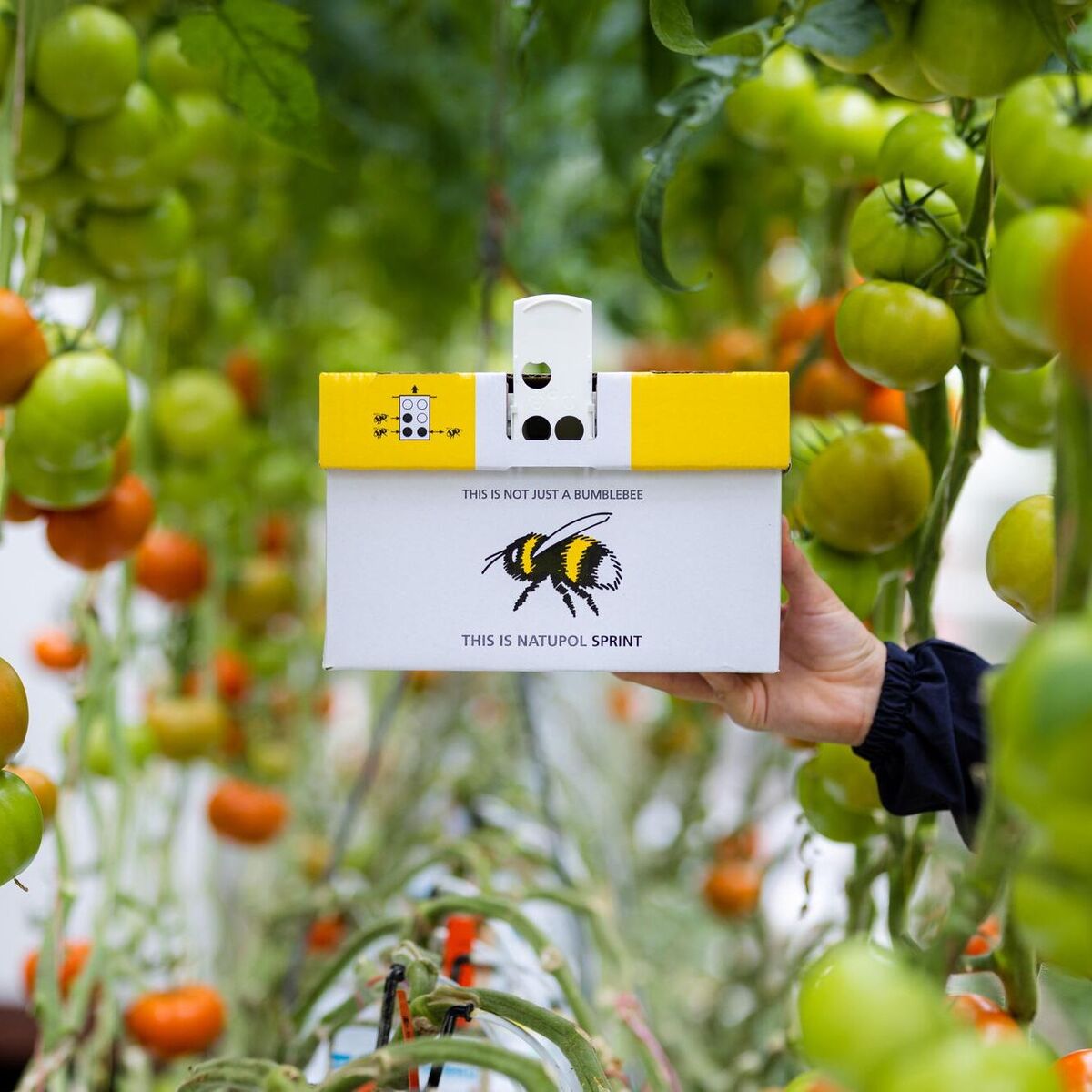 Natupol Sprint | Koppert Productos