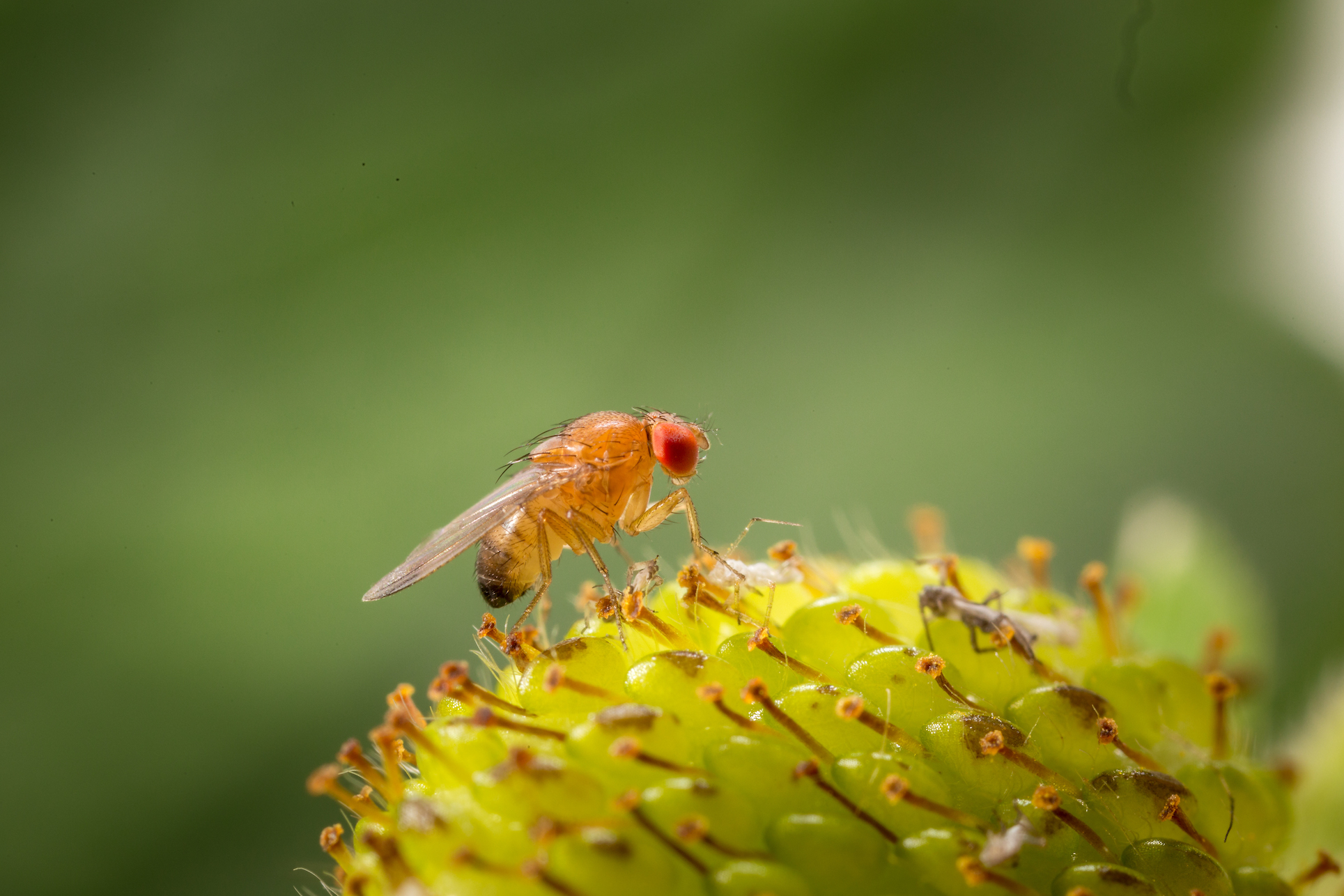 Koppert recomienda iniciar el control biológico de Drosophila suzukii ...