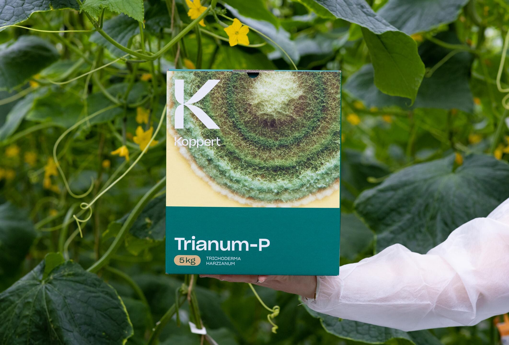 Trianum controla eficazmente el Pythium en el pepino | Koppert España