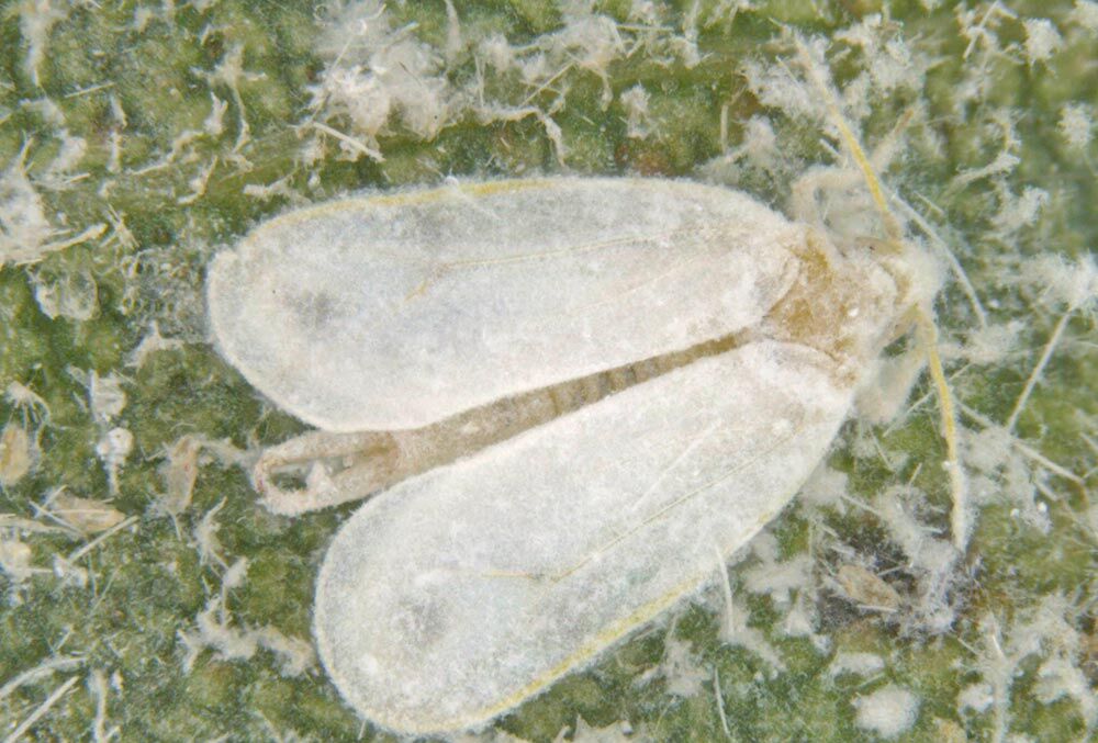 Mosca blanca espirales | Koppert España