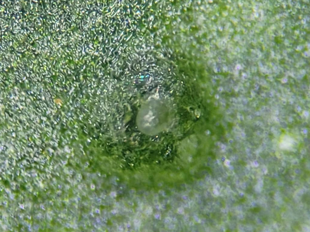 Control biológico de Thrips parvispinus | Koppert España