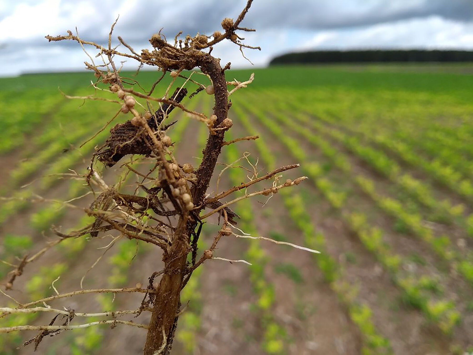 Fusarium spp - Prevención, control y daños