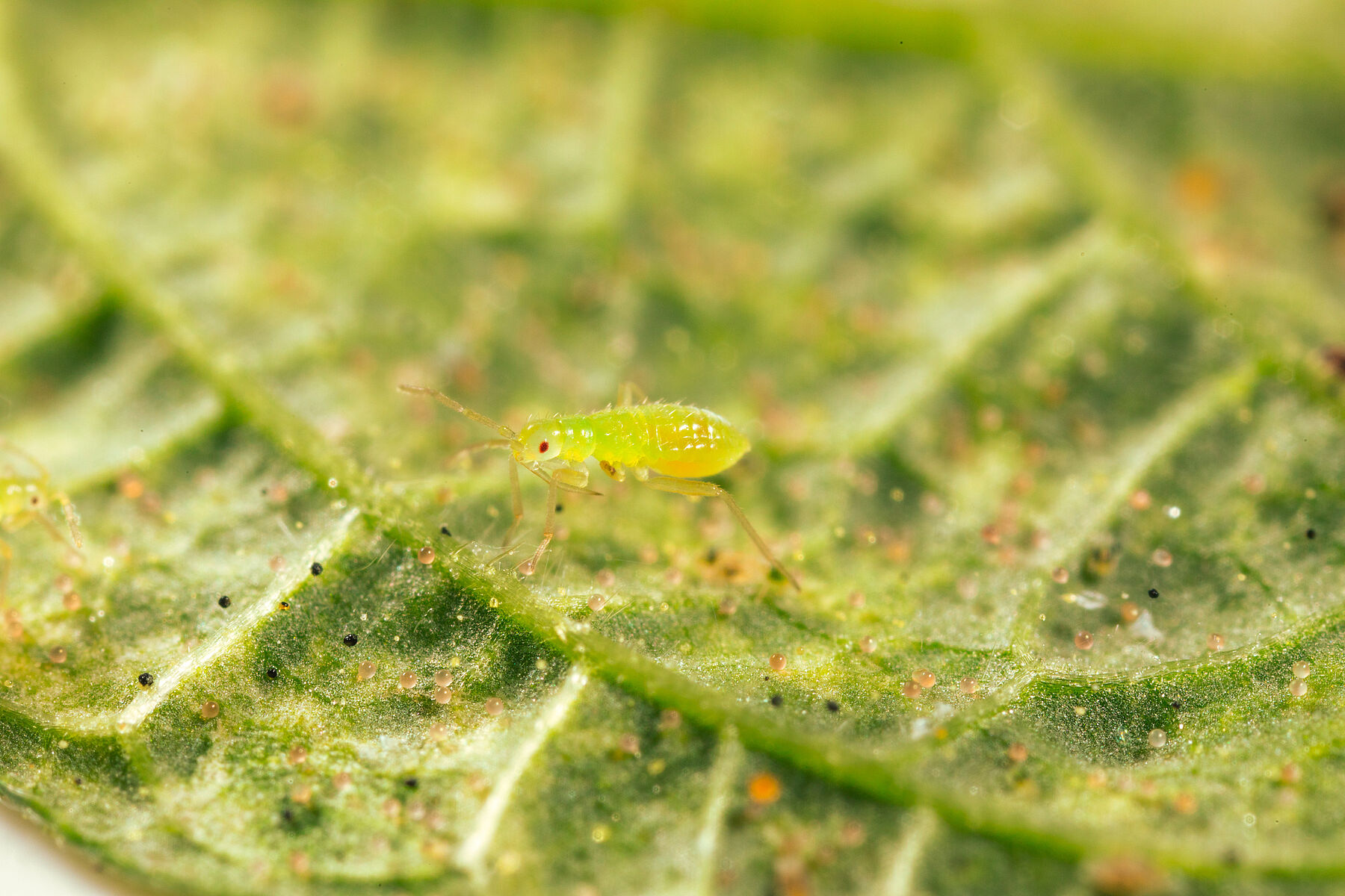 Macrolophus pygmaeus - Chinche Depredador para el Control de Plagas