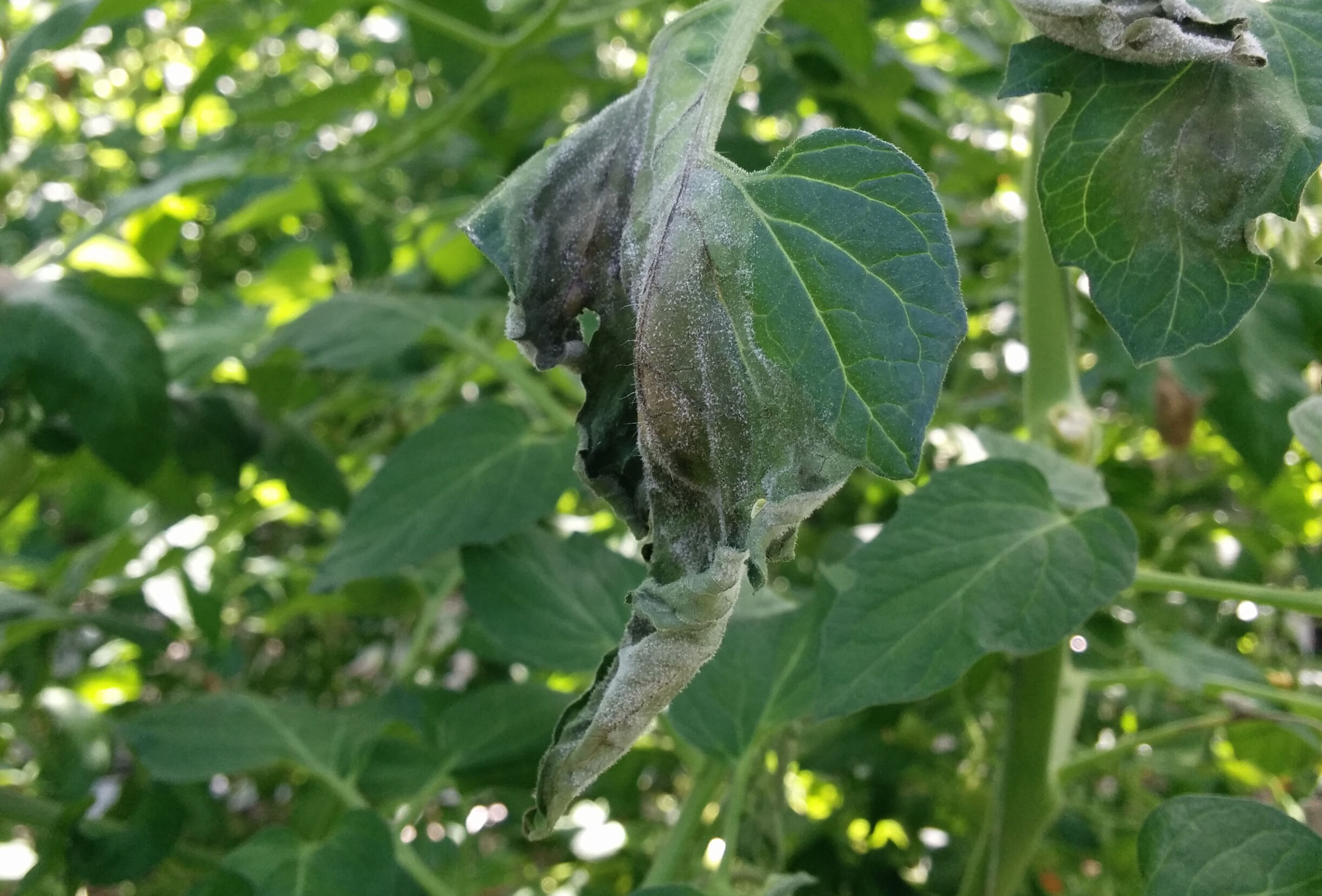 Prevención, control y daños del tizón de Phytophthora