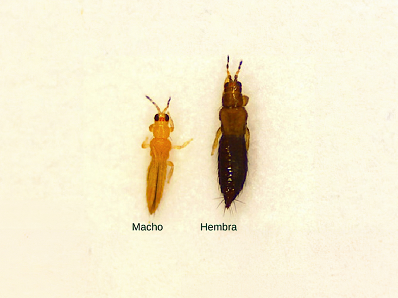 Control Biológico De Thrips Parvispinus Koppert España