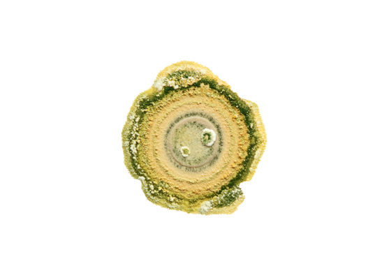 Don Sánchez Fresh innova con el control biológico en aguacates ...