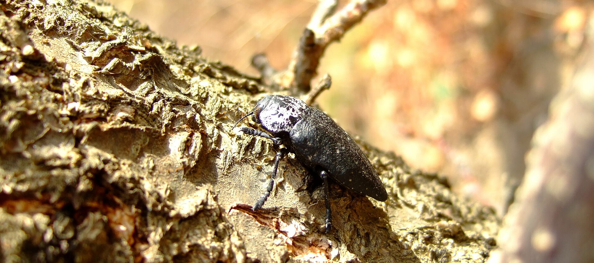 Gusano cabezudo - Biocontrol, daños y ciclo de vida