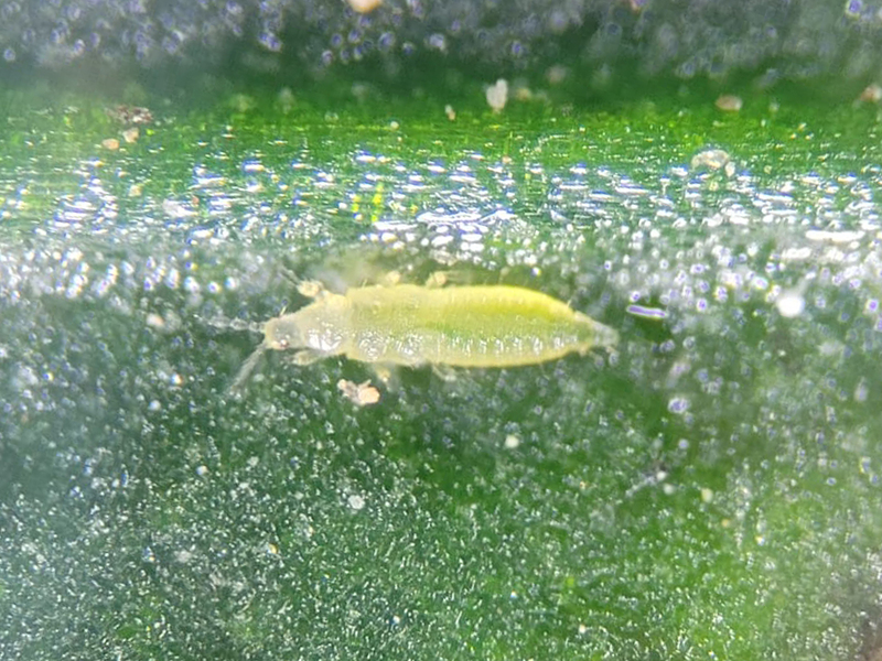 Control biológico de Thrips parvispinus | Koppert España