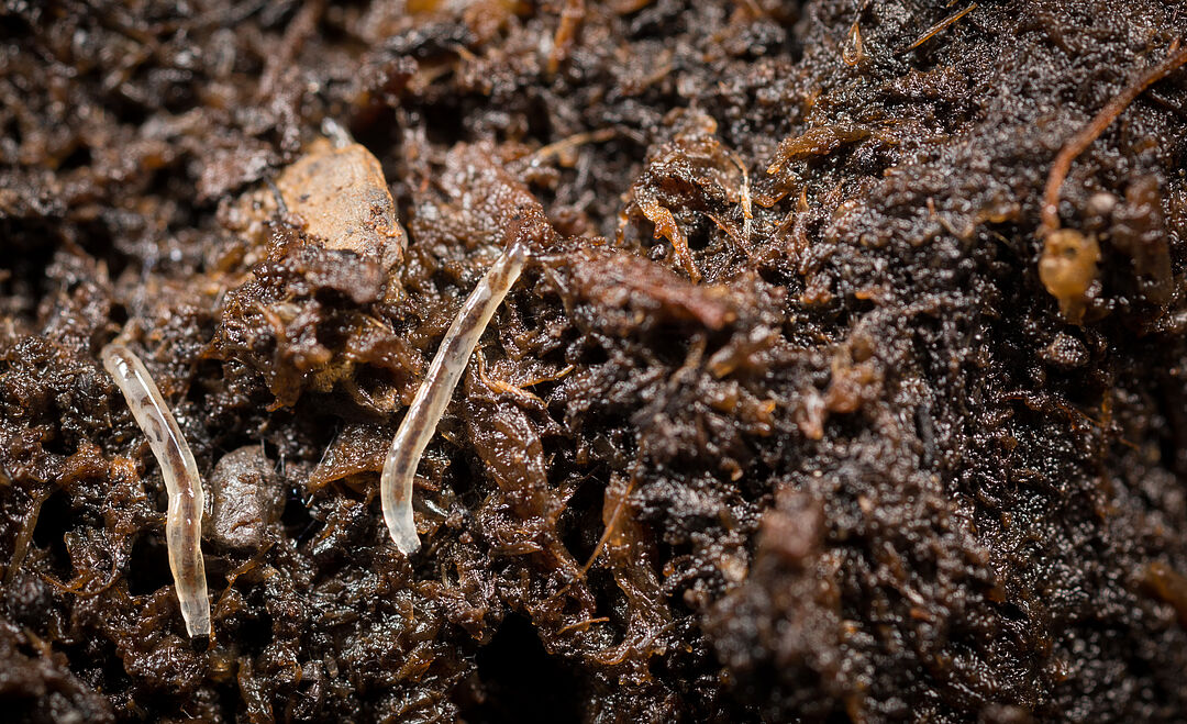 Nematodos Que Viven En El Suelo Investigadores De La UJA Descubren En