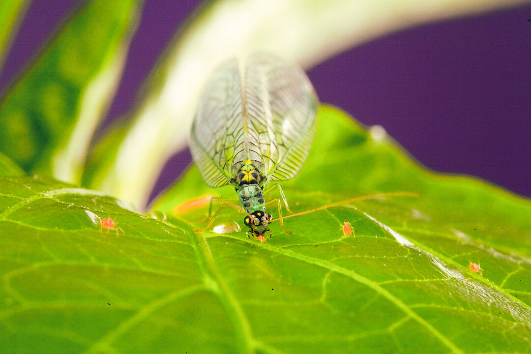 Controles Naturales De Insectos
