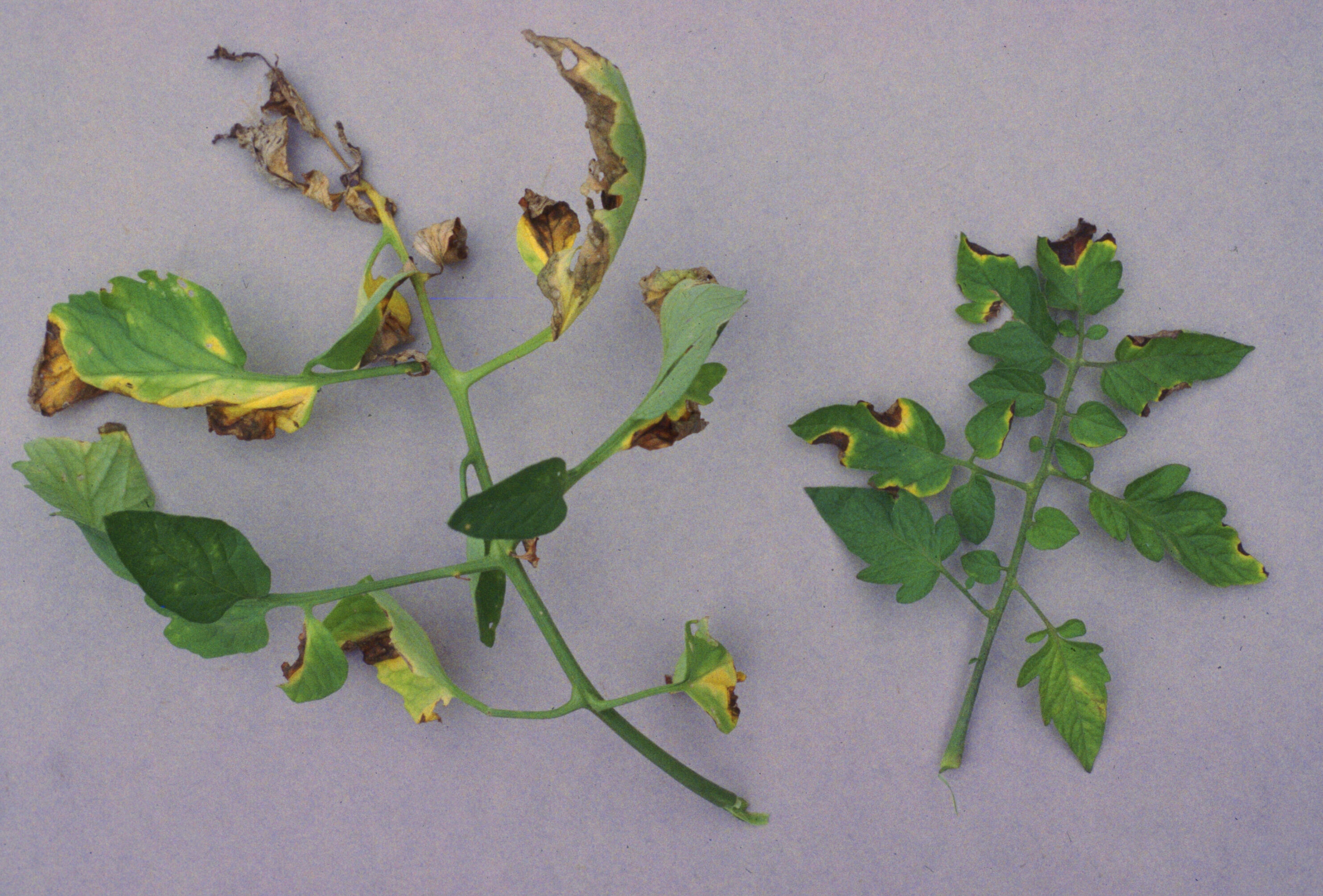Cancro bacteriano del tomate - Prevención, control y daños