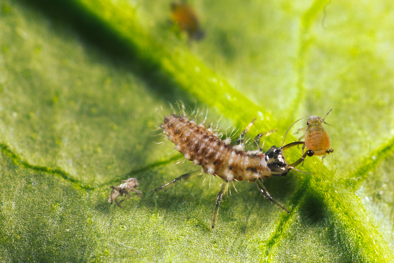 Chrysoperla carnea - Crisopa verde para el control de plagas