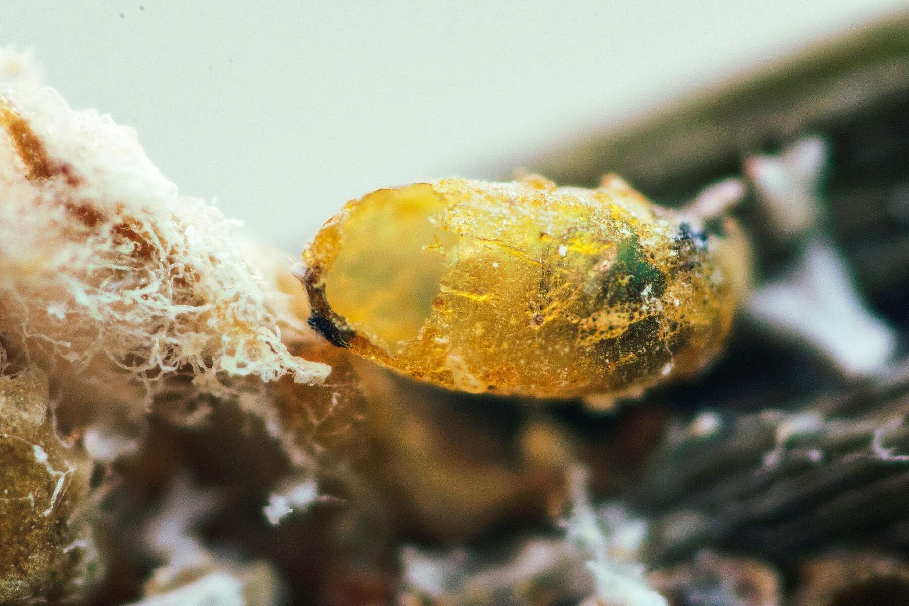 Anagyrus vladimiri (avispa parásita): Control biológico de cochinillas