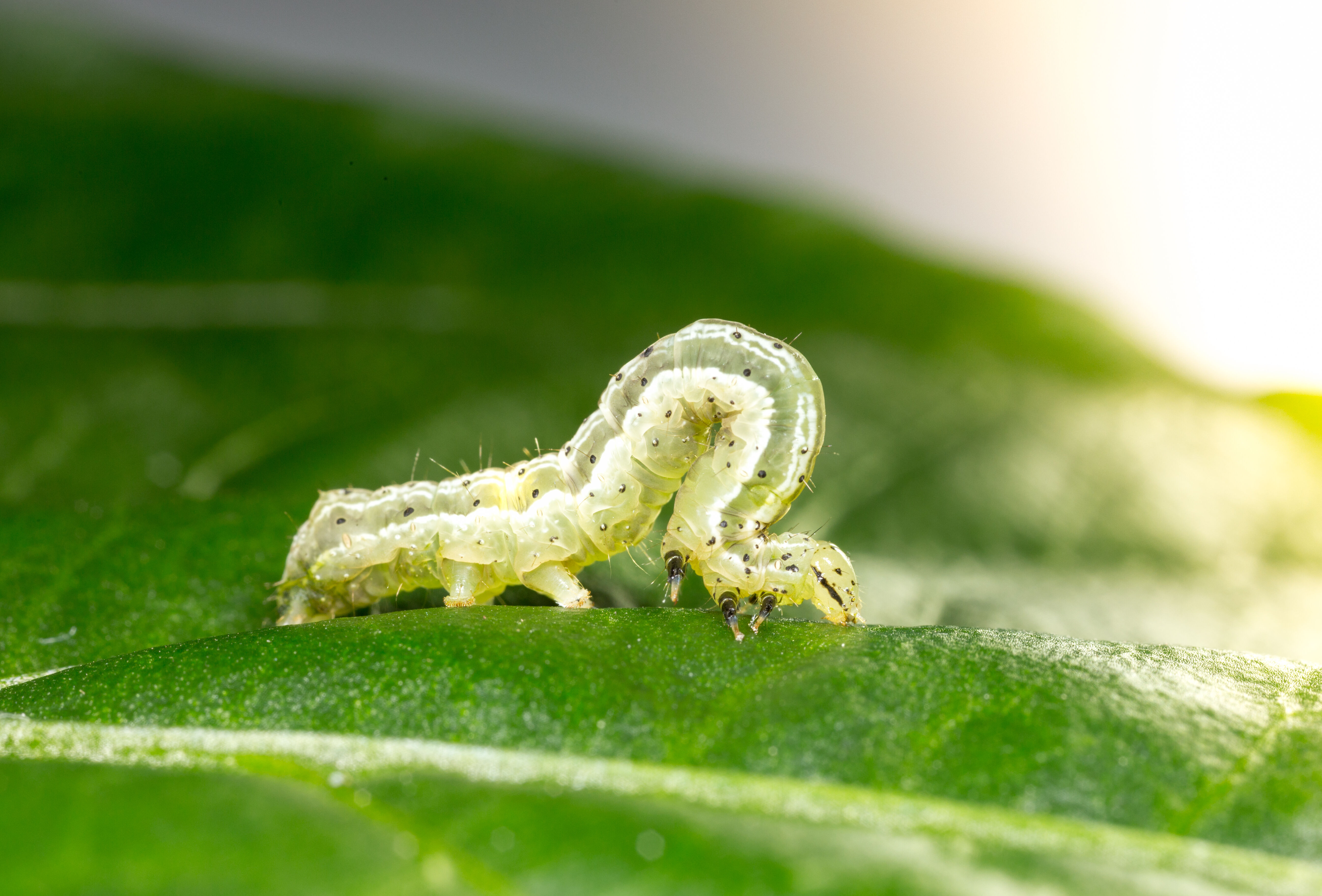 Plusia- Biocontrol, daños y ciclo de vida