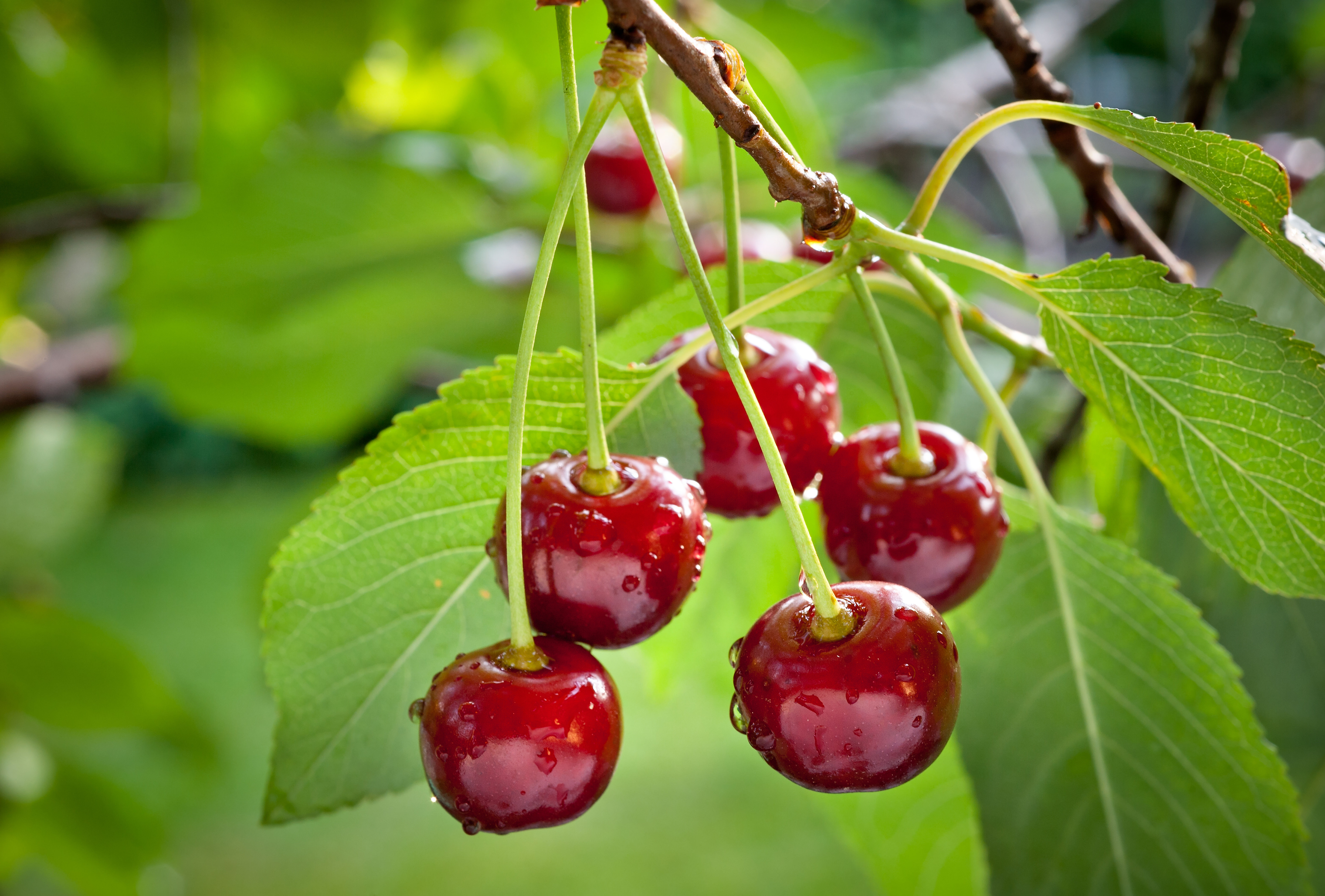 Cereza | Koppert España