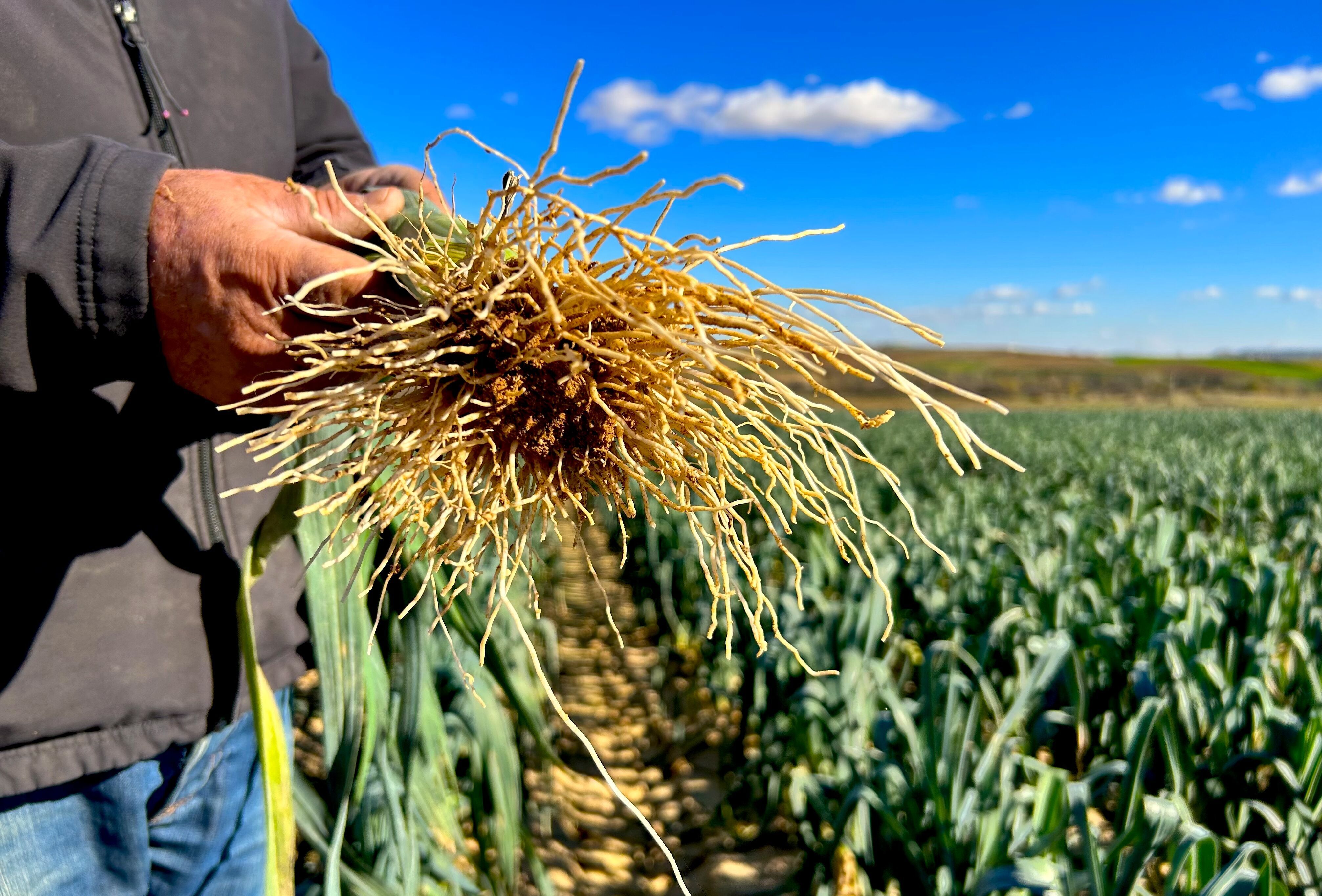 Trianum, el biofungicida de Koppert que controla las enfermedades del suelo