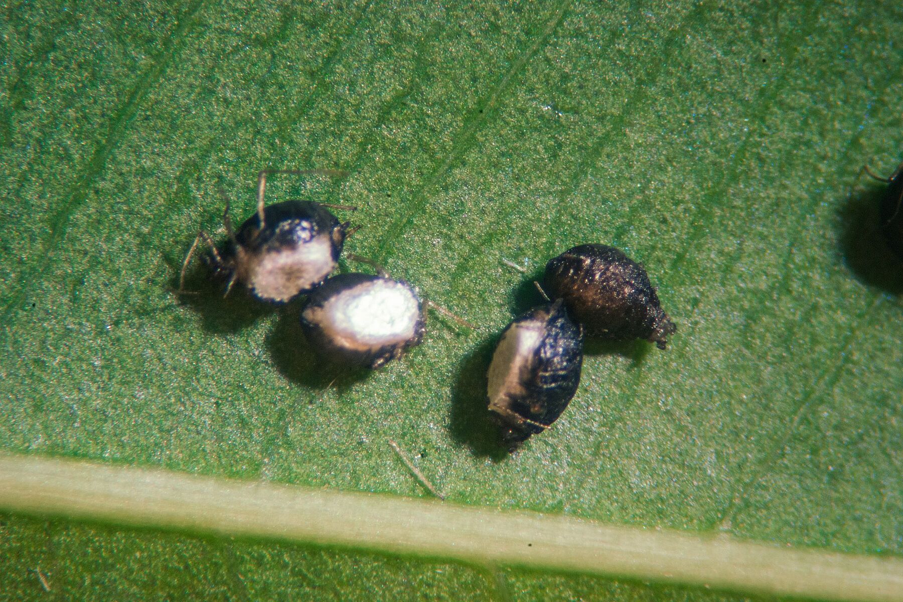 Ephedrus cerasicola (Parasitic Wasp): Biological Control of Aphids