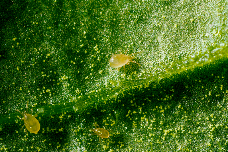 El control biológico en primavera facilita la protección frente a ...