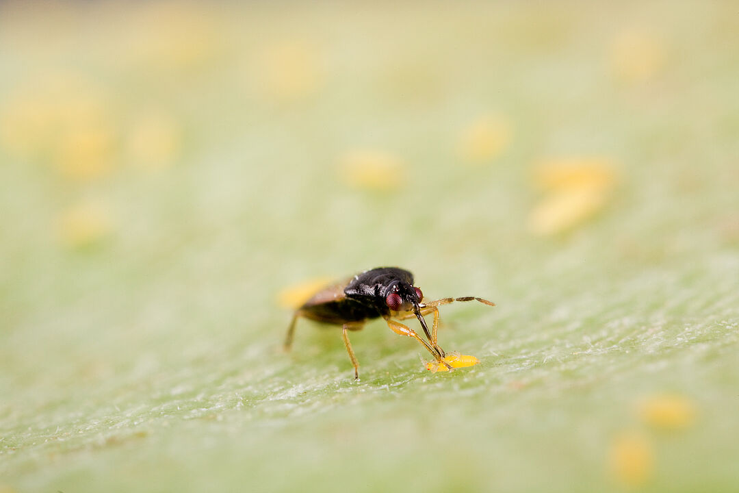 Controles Naturales De Insectos
