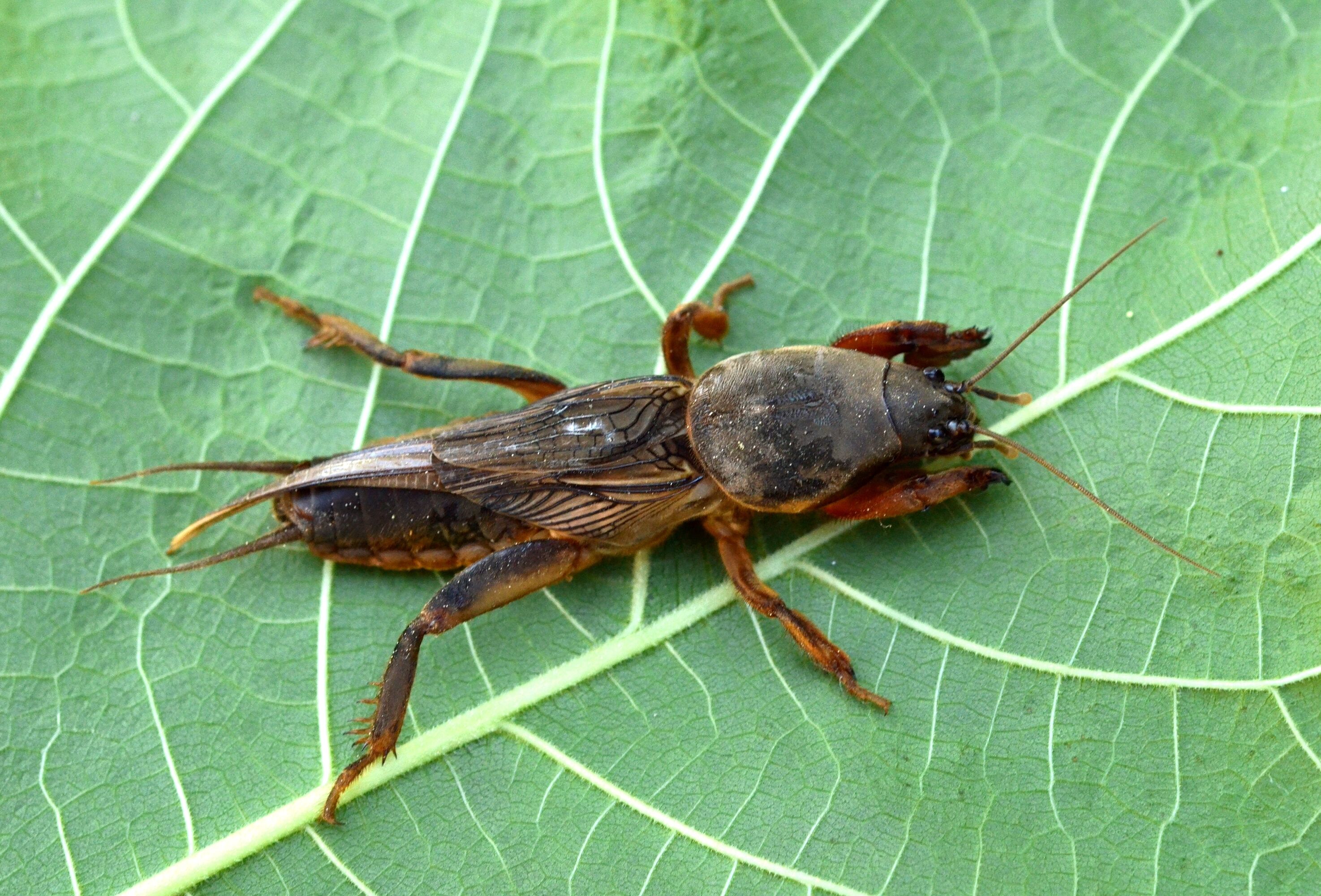 Biocontrol, daños y ciclo de vida del grillo topo europeo