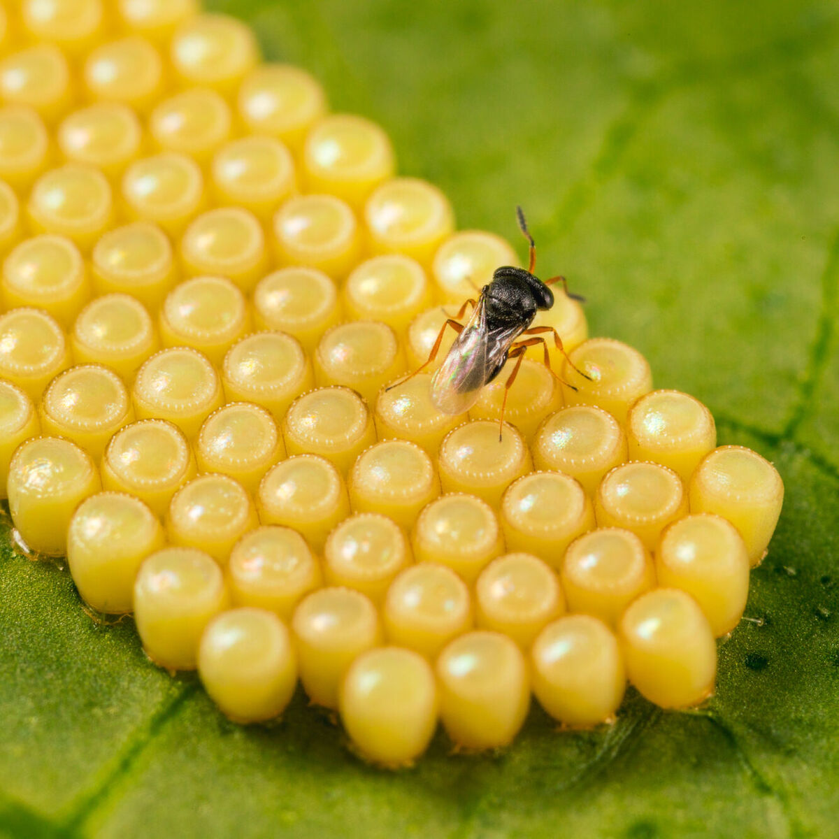 Nezapar | Control de la chinche apestosa verde del sur | Avispas ...