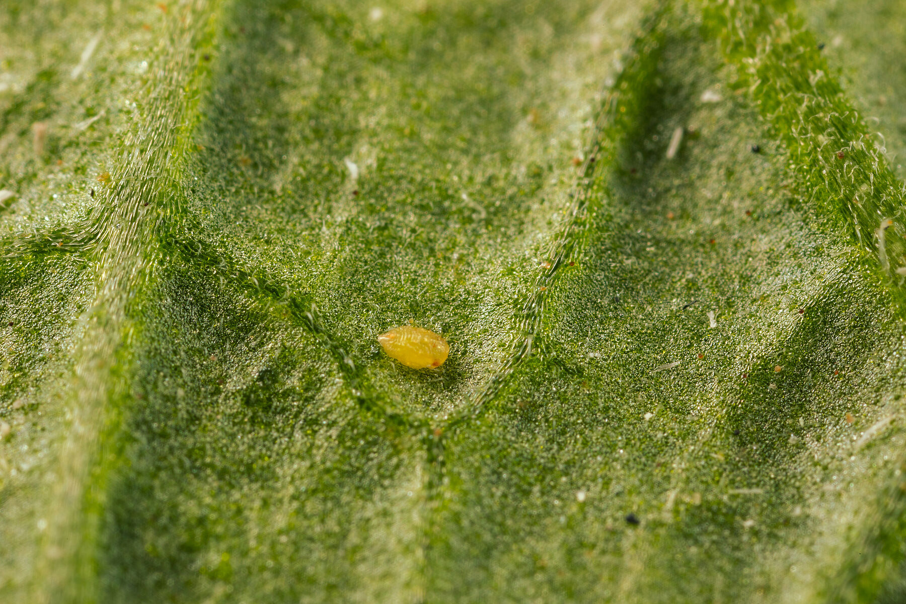Eretmocerus eremicus (Avispa Parasitaria): Control Biológico de la ...