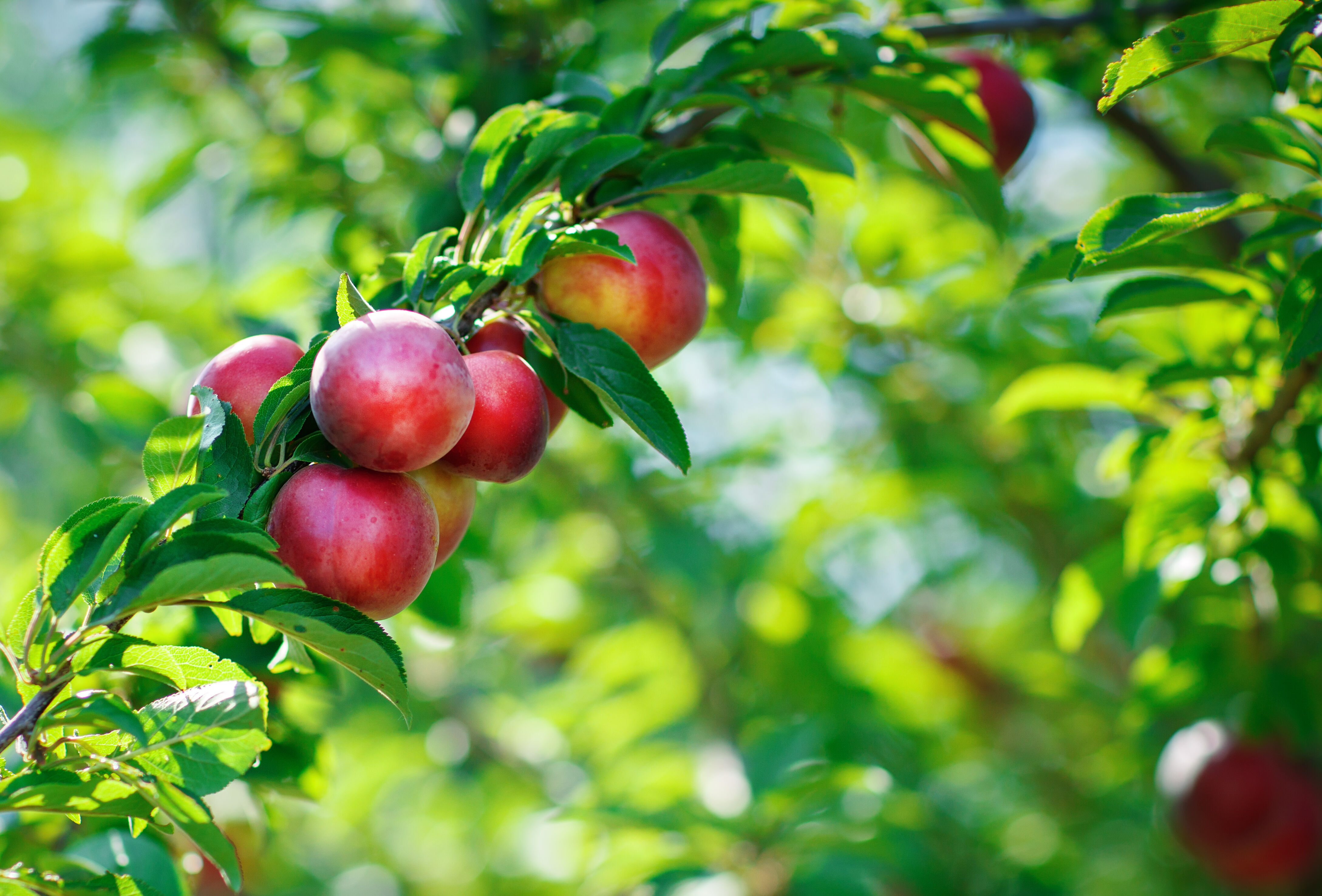 Nectarina | Koppert España