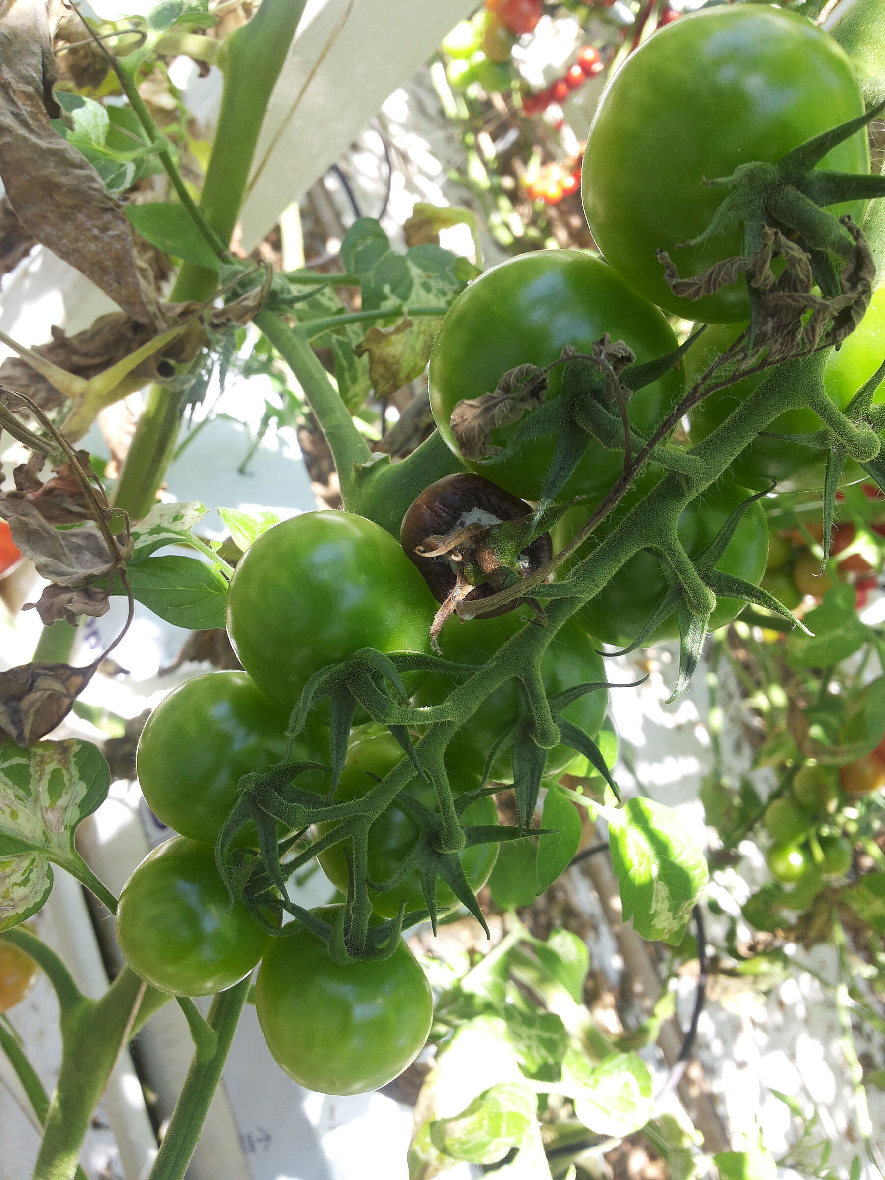 Prevención, control y daños del tizón de Phytophthora