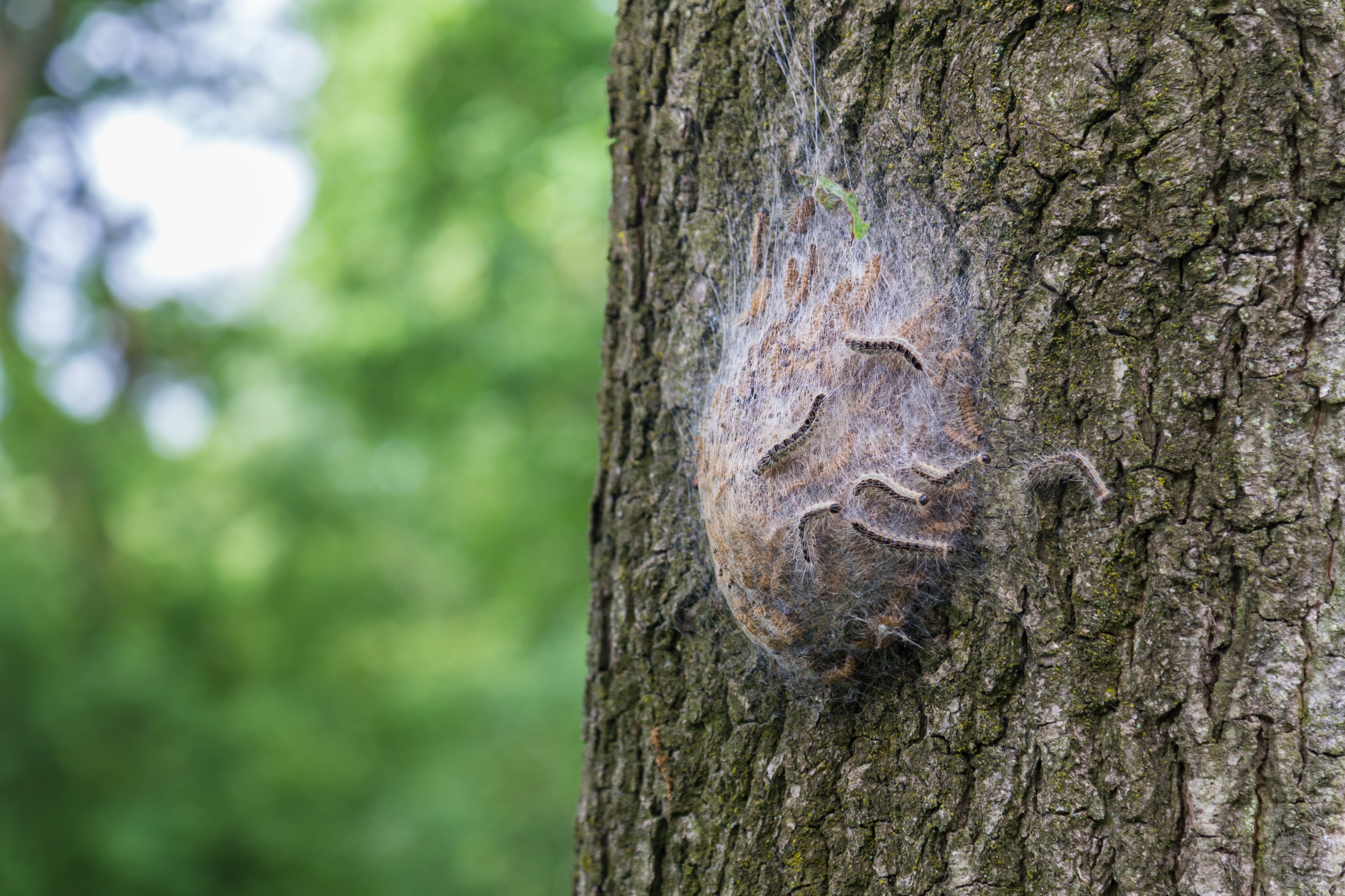 Municipio de Doetinchem: Nematodos Entonem que controlan la oruga ...