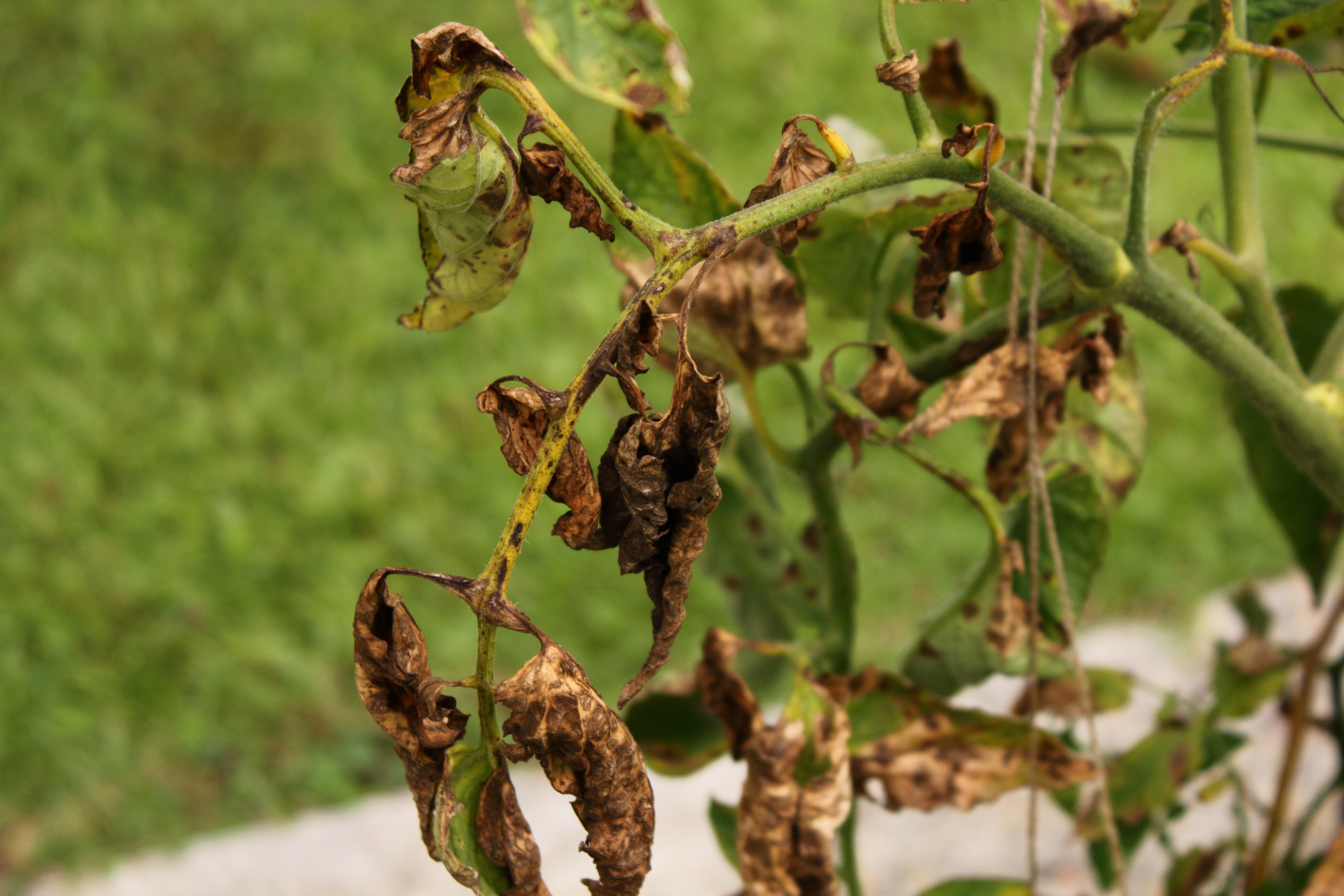 Marchitez por Verticillium - Prevención, control y daños