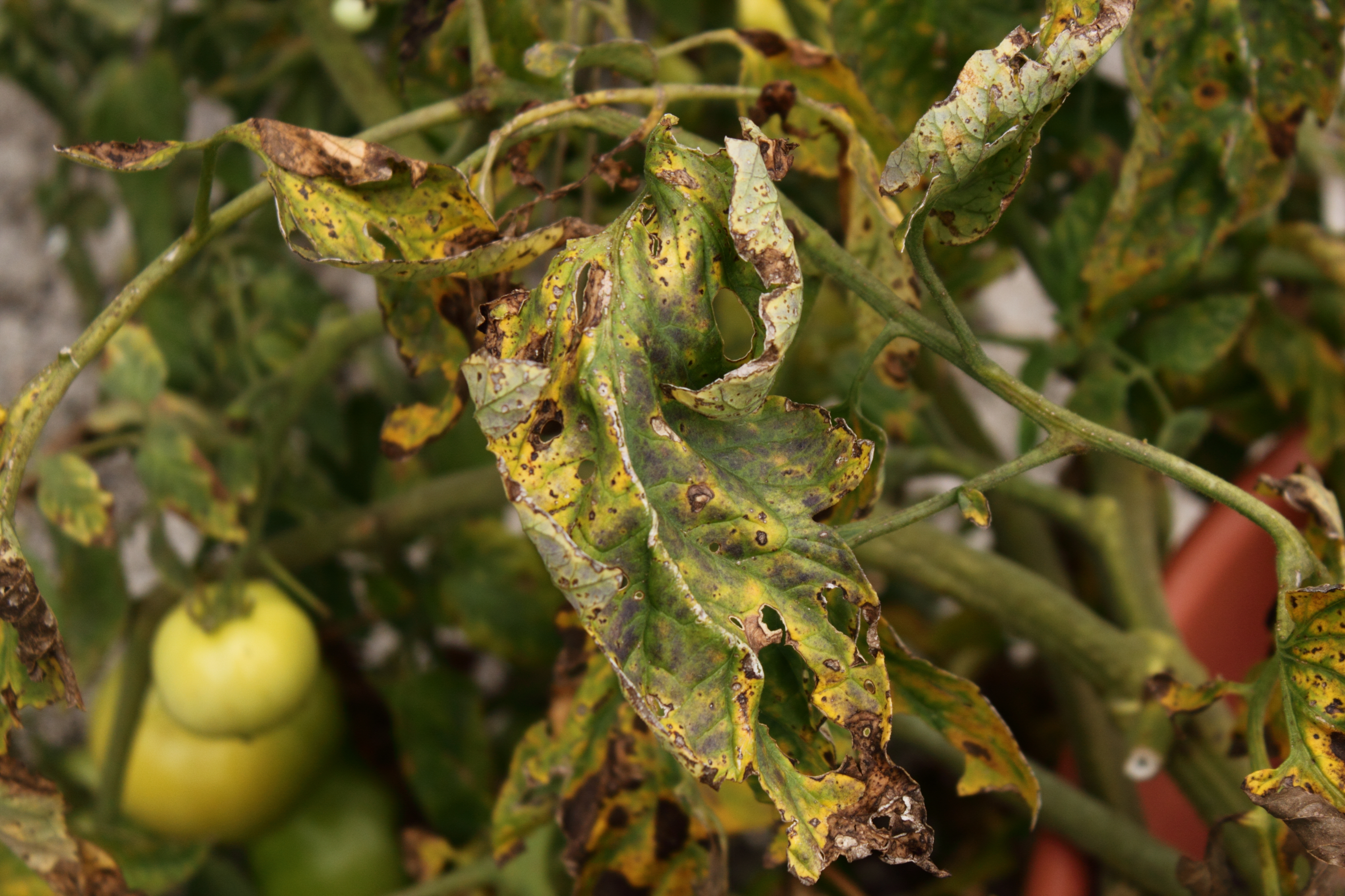 Marchitez por Verticillium - Prevención, control y daños