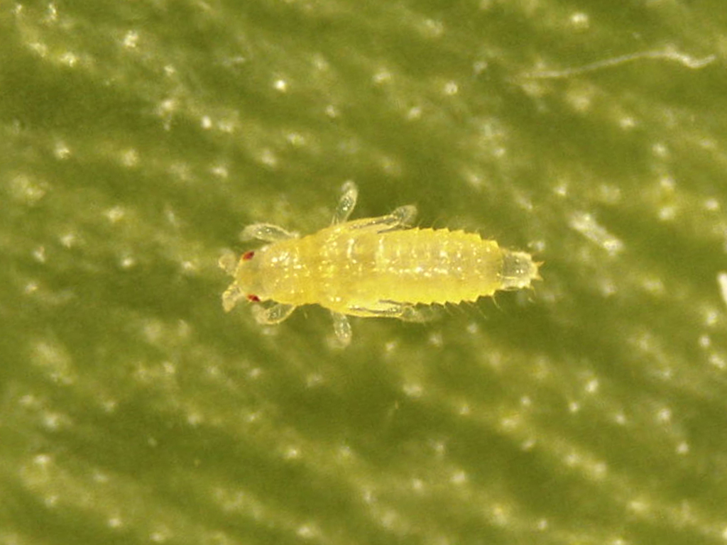 Control biológico de Thrips parvispinus | Koppert España