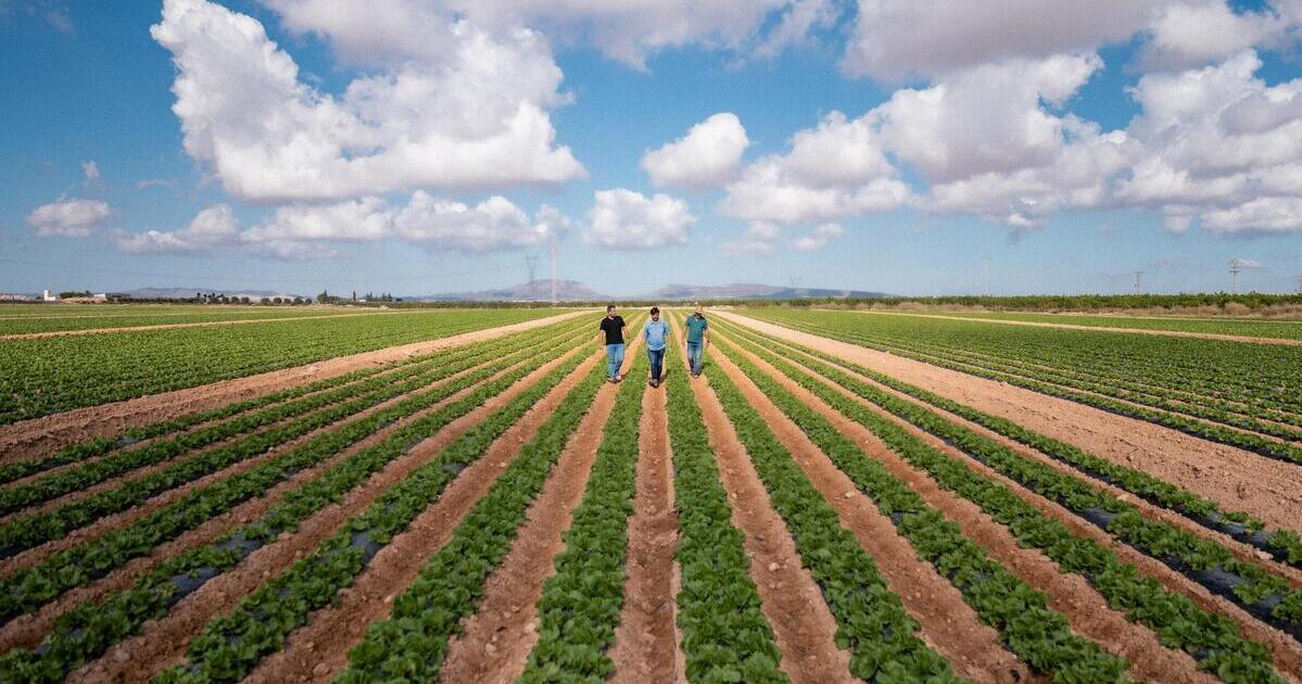 Poster Raubmilben Produktportfolio | Koppert España